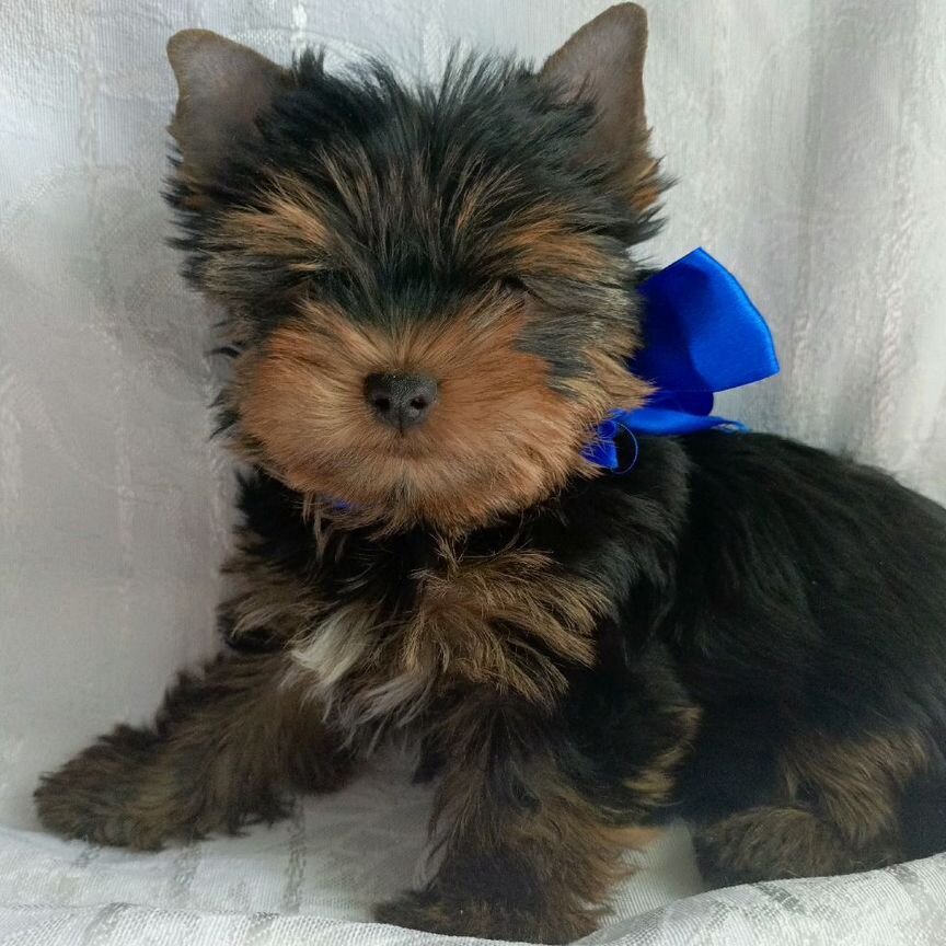 Йоркширский терьер, щенок