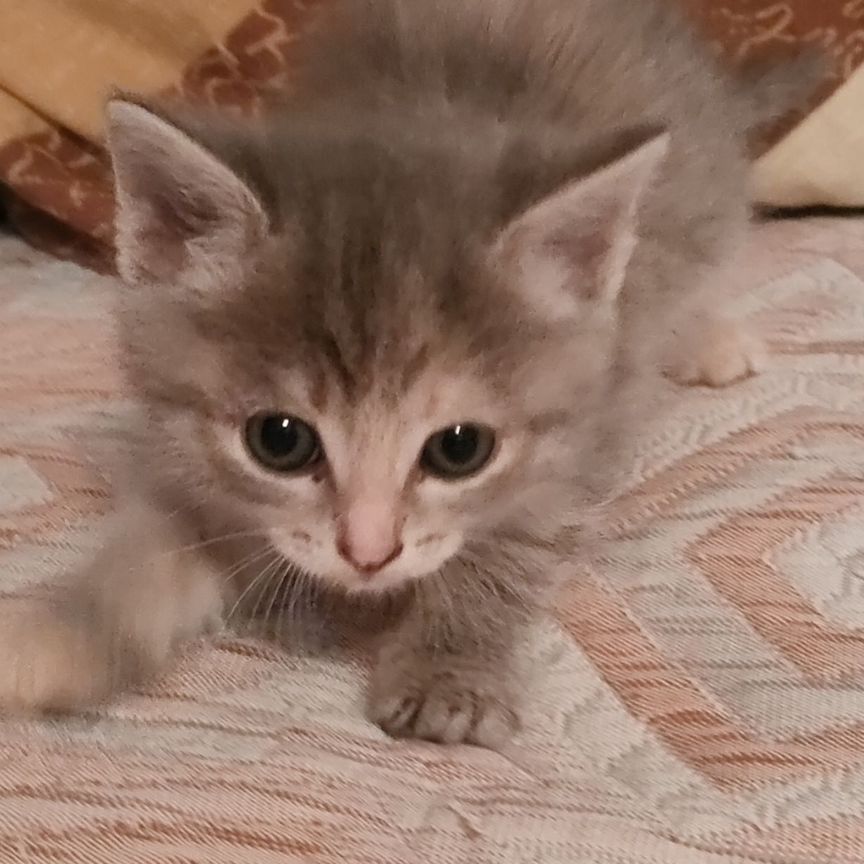 Трехшерстная кошечка