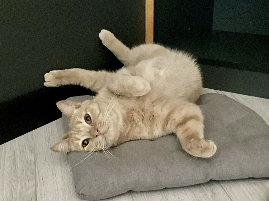 Бежевый кот