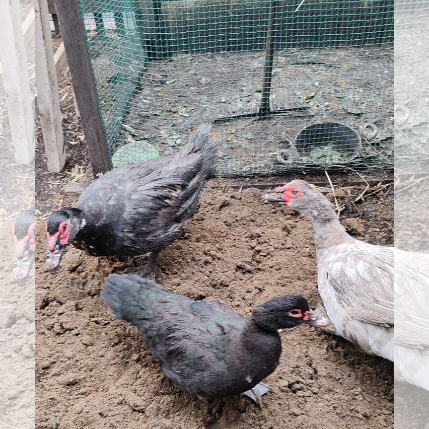 Семья индоуток