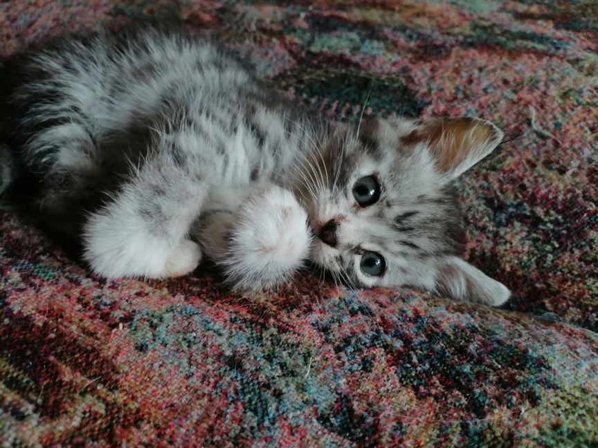 Котёнок в добрые руки