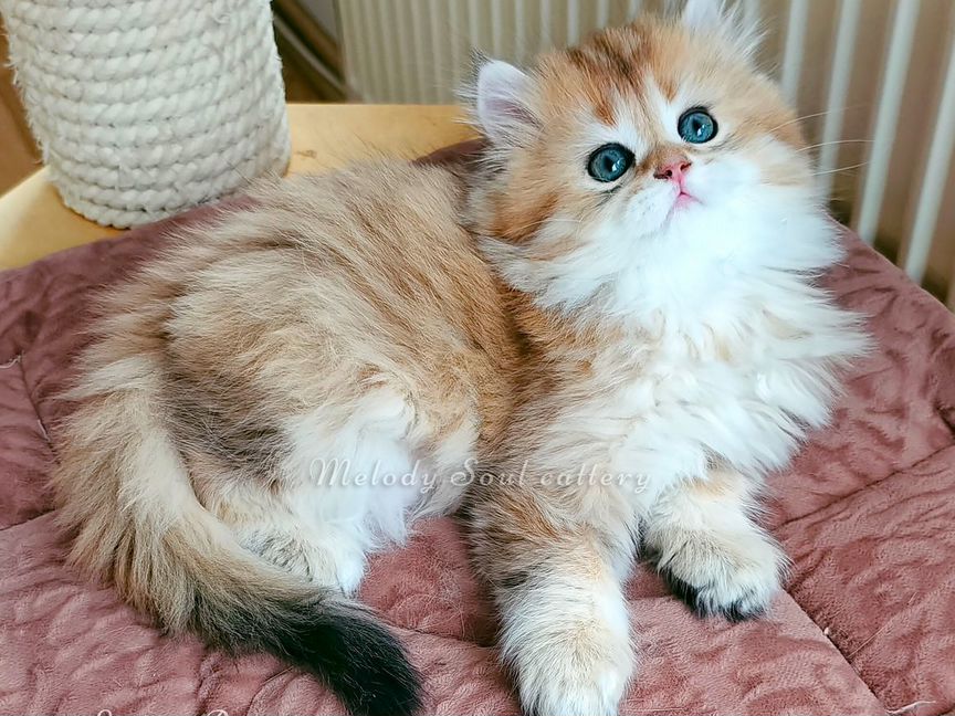 Хайленд страйт золотая шиншилла (мальчик)