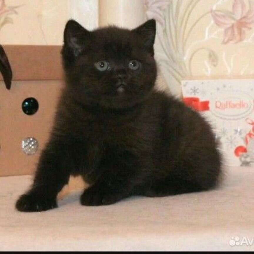 Шотландский котик прямоухий