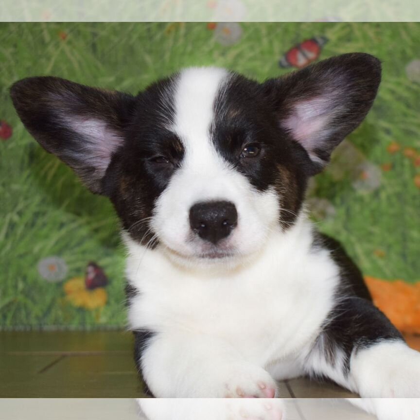 Вельш корги Кардиган щенок кобель