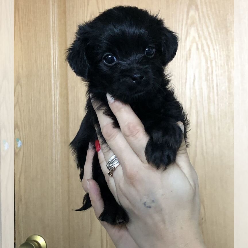 Йоркширский терьер, щенок