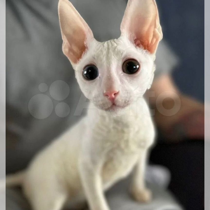 Корниш-рекс котёнок