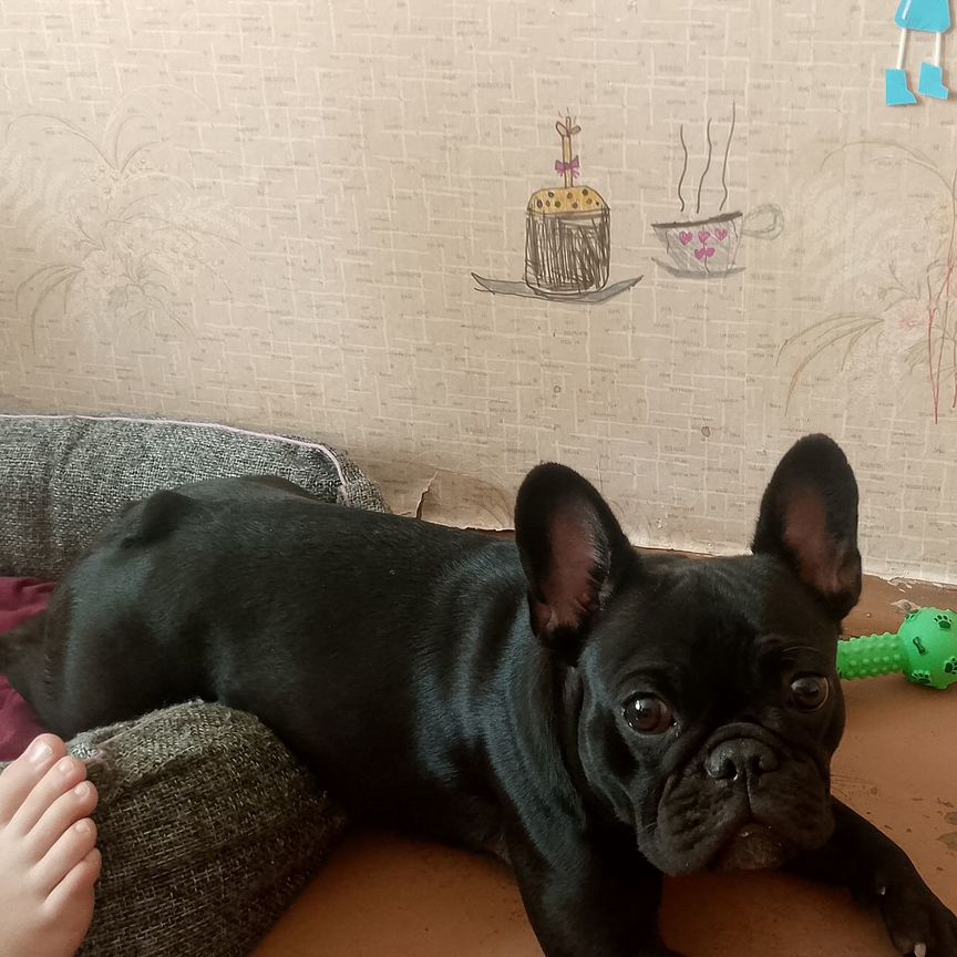 Французский бульдог, щенок