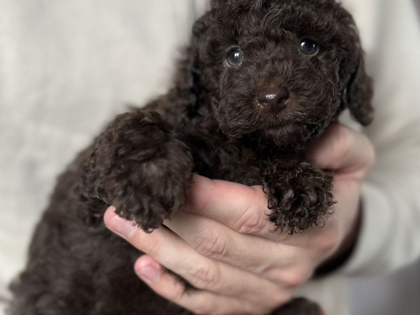 Миниатюрный пудель щенки