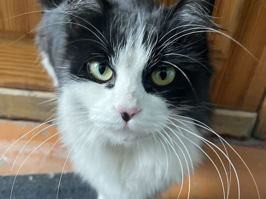 Кошечка в добрые руки