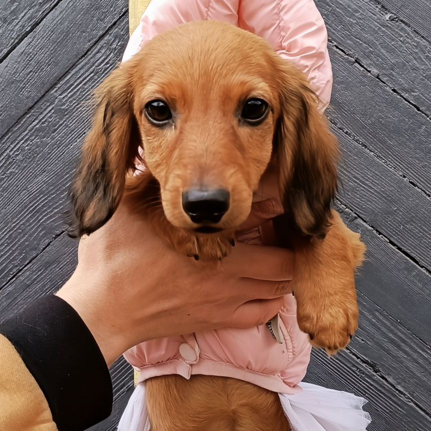 Карликовая такса, щенок