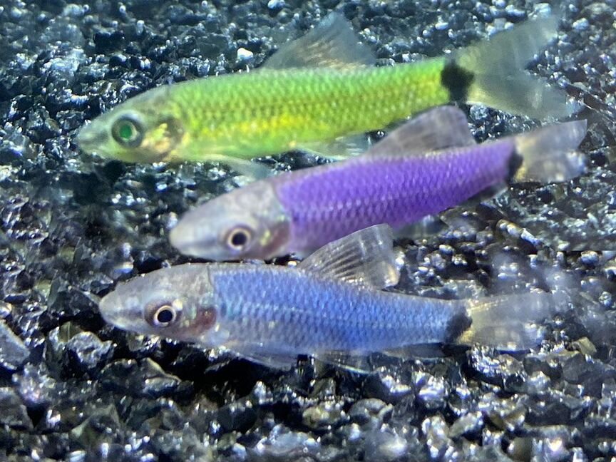 Бородоед рыбки