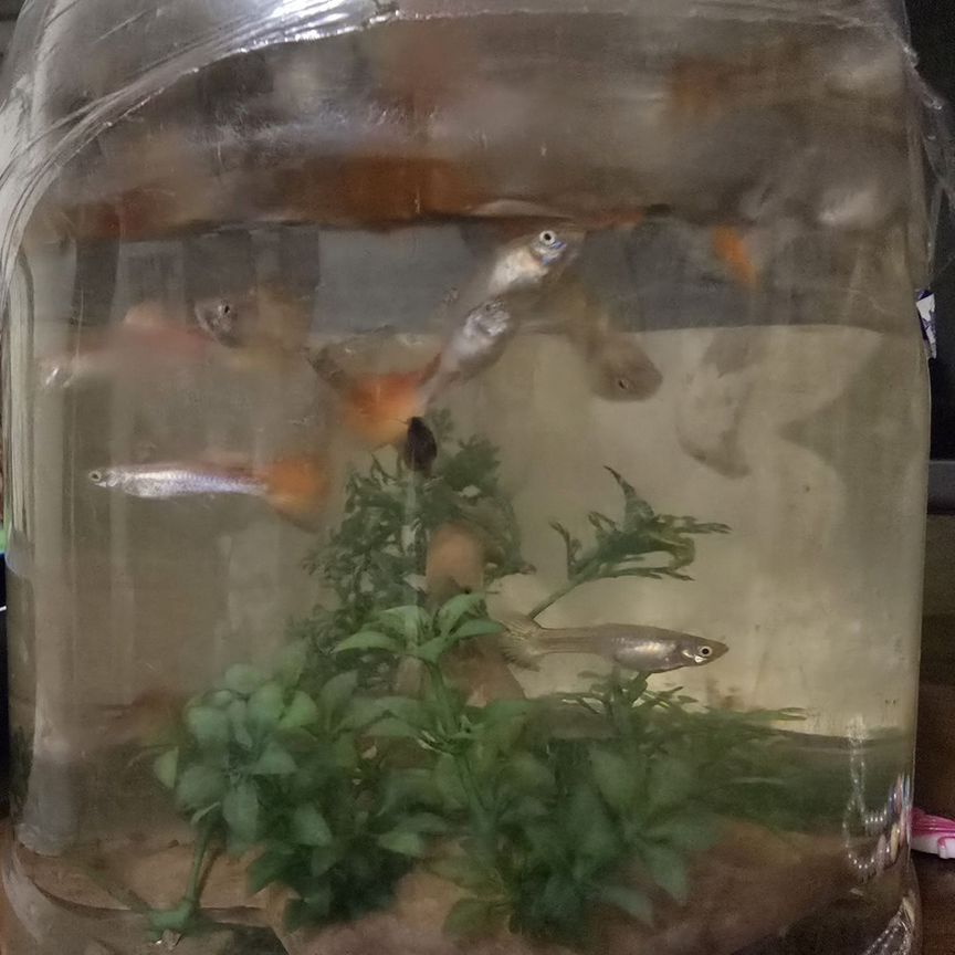 Гуппи бесплатно