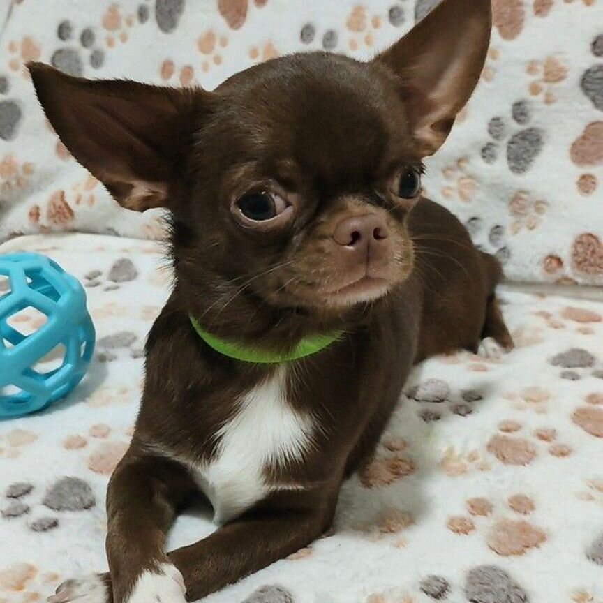 Мальчики шоколадные