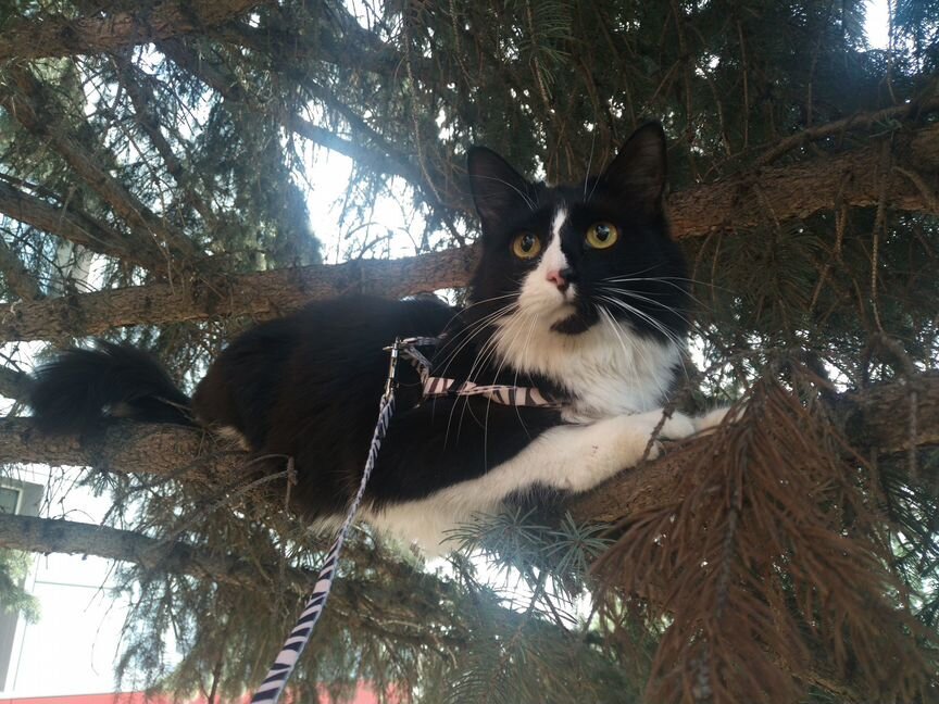 Котик в добрые руки