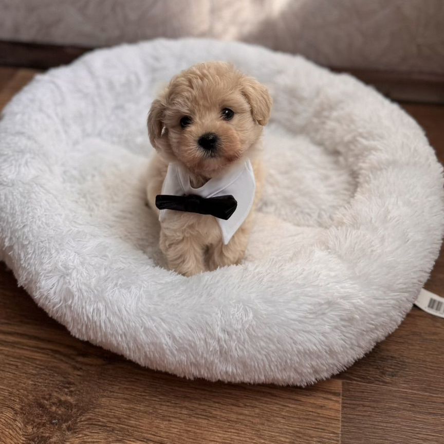 Мальтипу, щенок