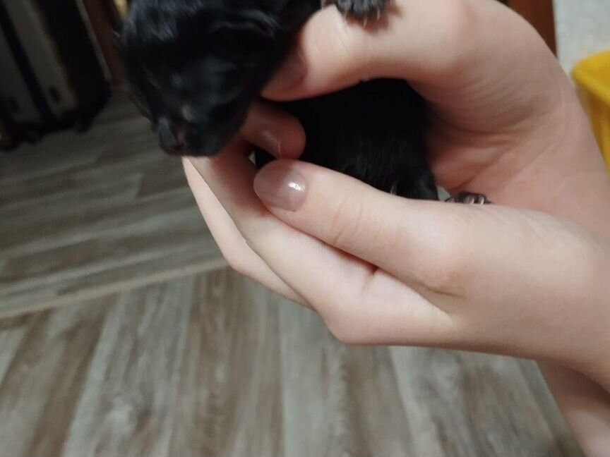Котята