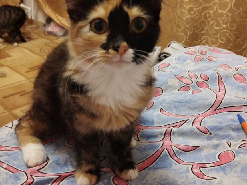 Кошка Ириска