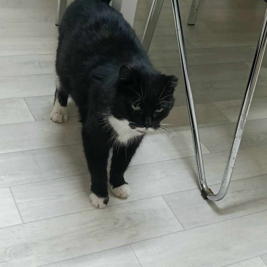 Кошка стерилизованная