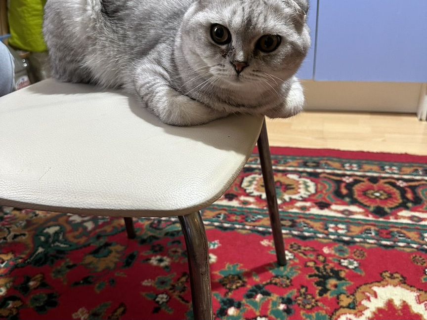 Шотланский вислоухий котенок
