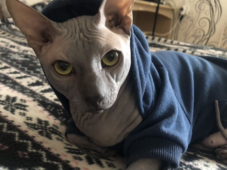 Два кота на вязку