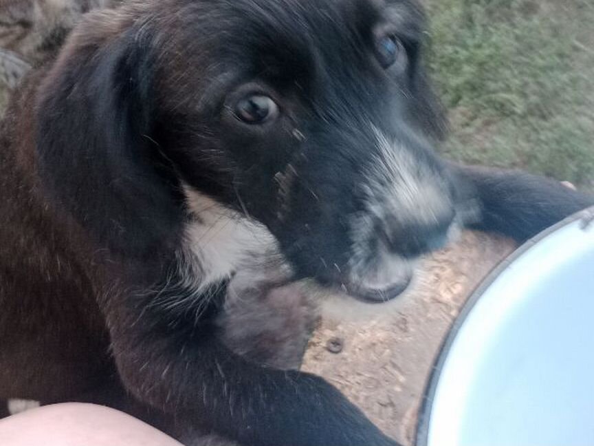 Маленькая собака в добрые руки