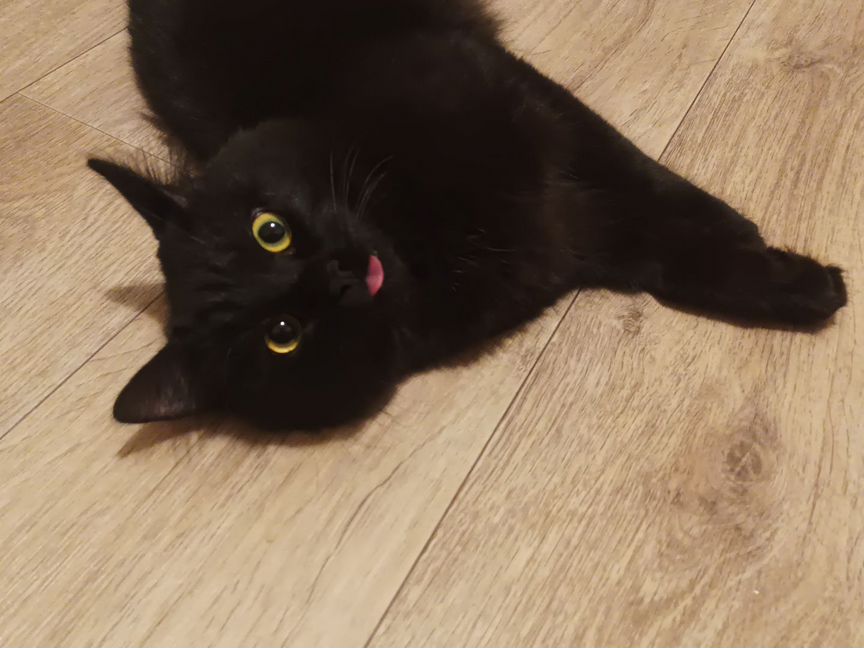 Сибирский котенок мальчик