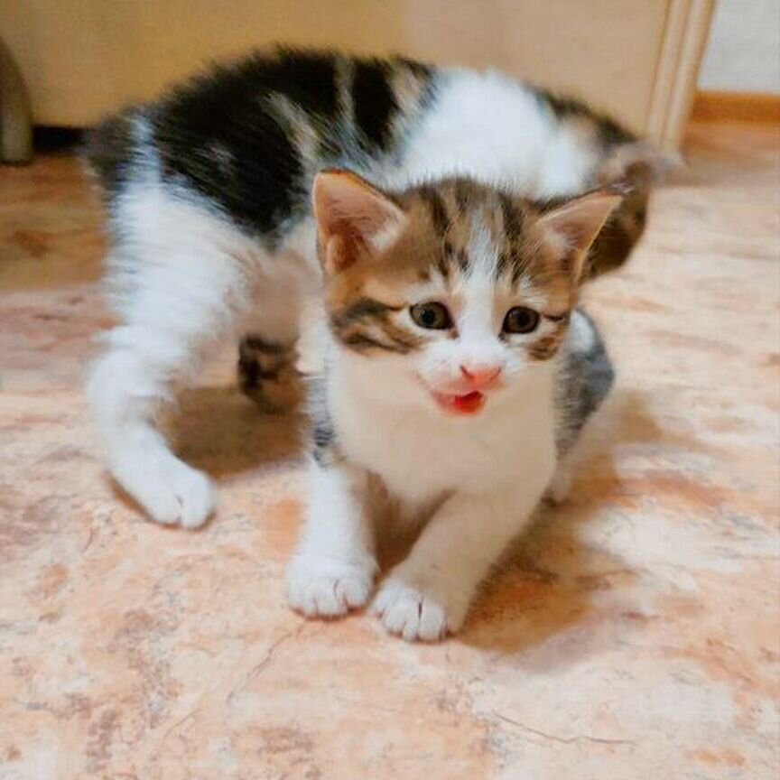 Продам котят (самцы)