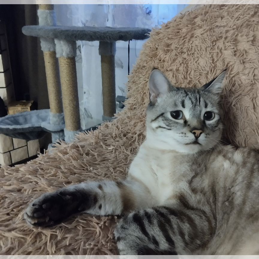 Мейн-кун, взрослый кот