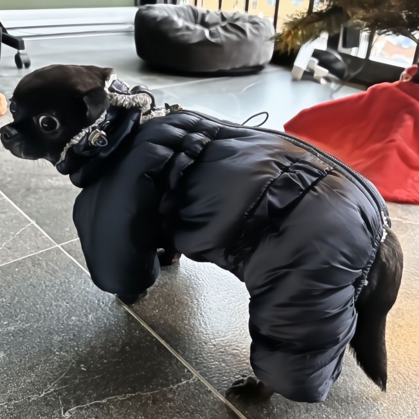 Комбинезон для собаки мелких пород