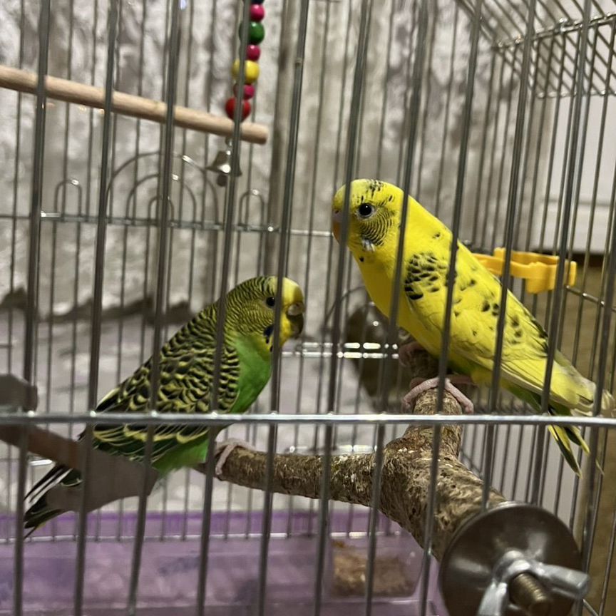 Попугайчики волнистые с клеткой