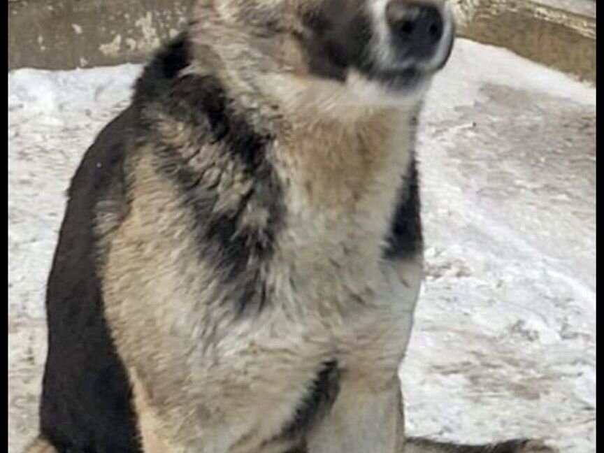 Бесплатно, пёс метис хаски ищет хозяев