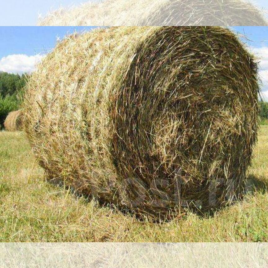Продам сено в рулонах. м