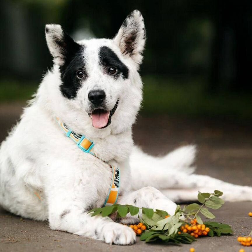 Взрослый пёс в добрые руки