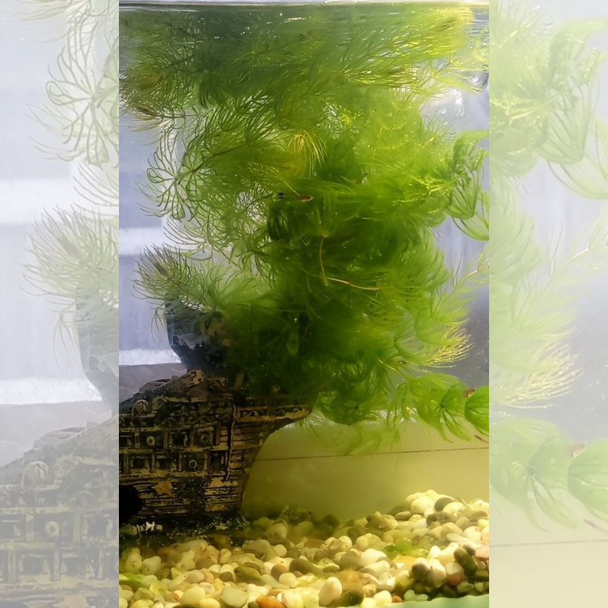 Роголистник в аквариум