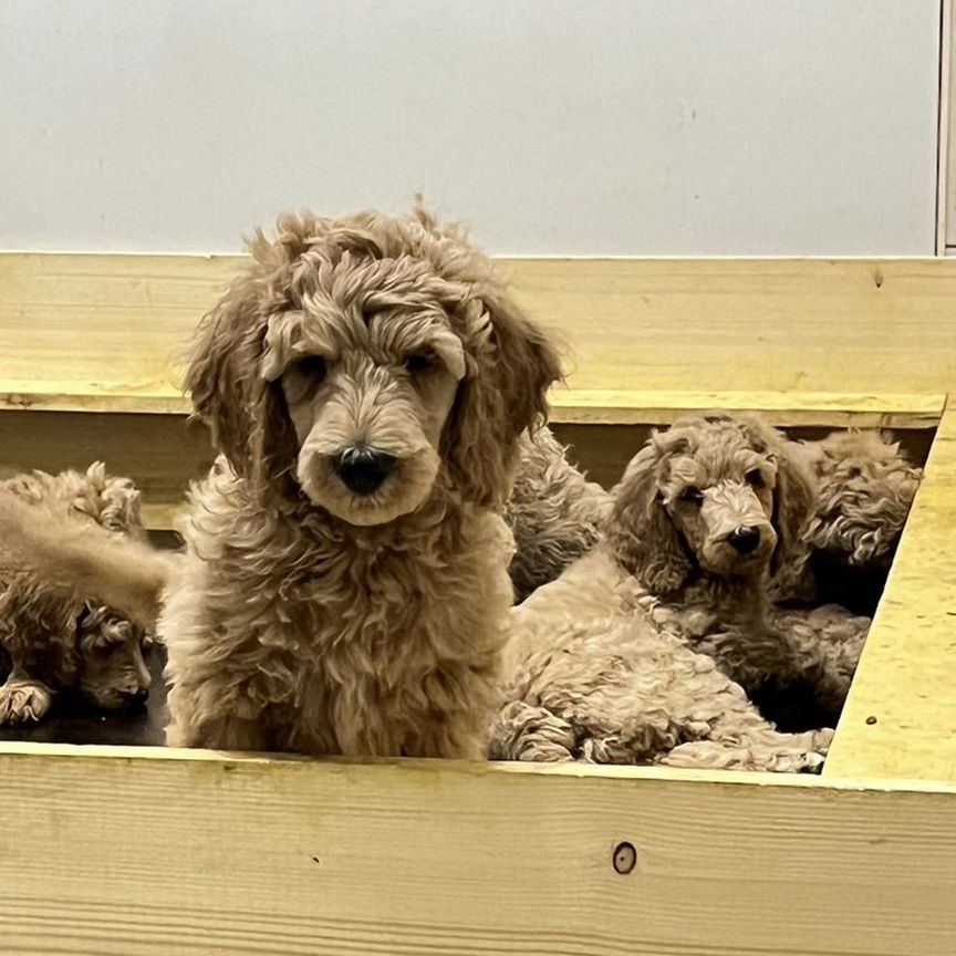 Щенки стандартного пуделя