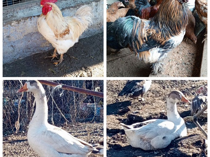Петухи и Гусь
