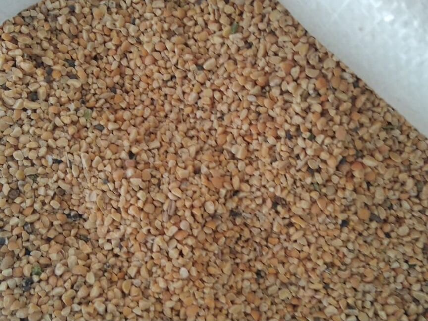 Гороховая мучка, гороховая дроблёнка