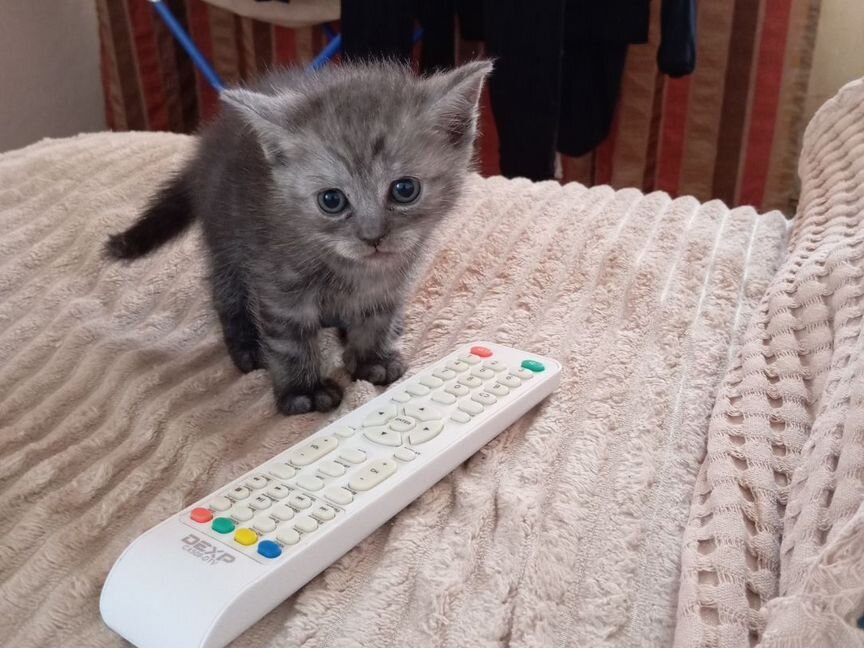 Шотландские прямоухие котята