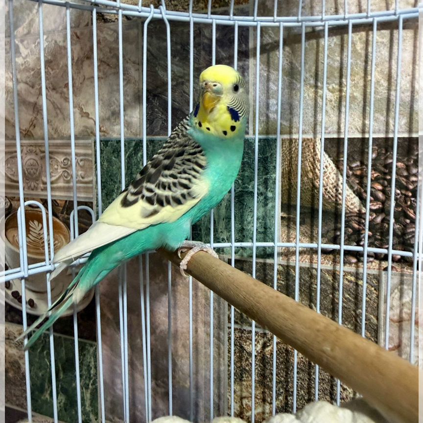 Волнистый попугай