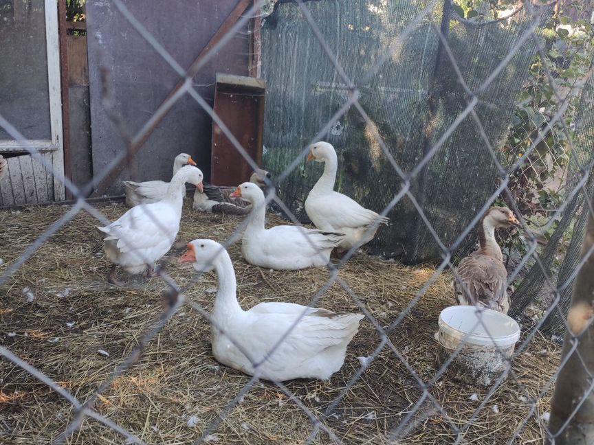 Гуси, индюки