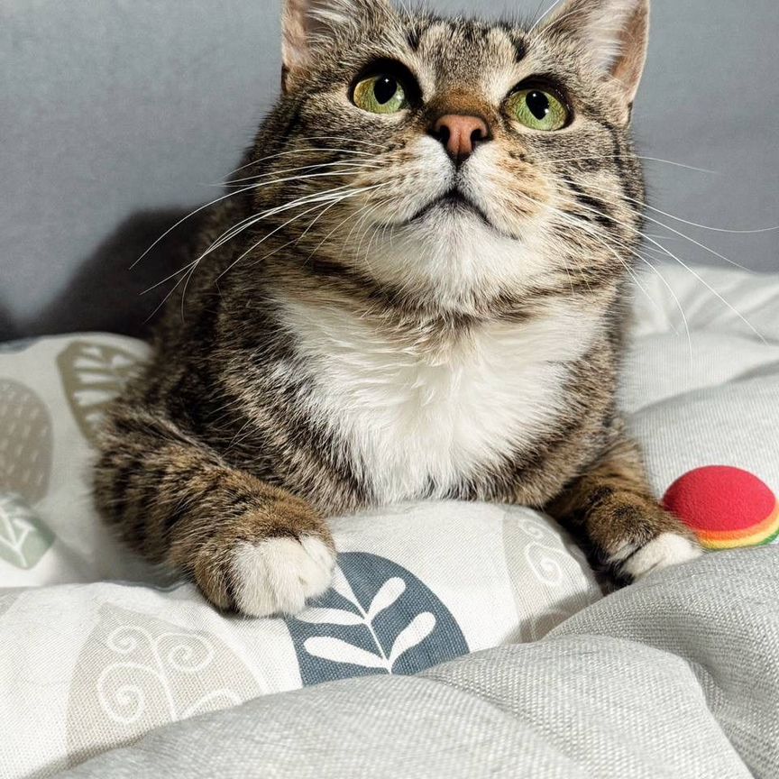 Ласковая игривая кошечка