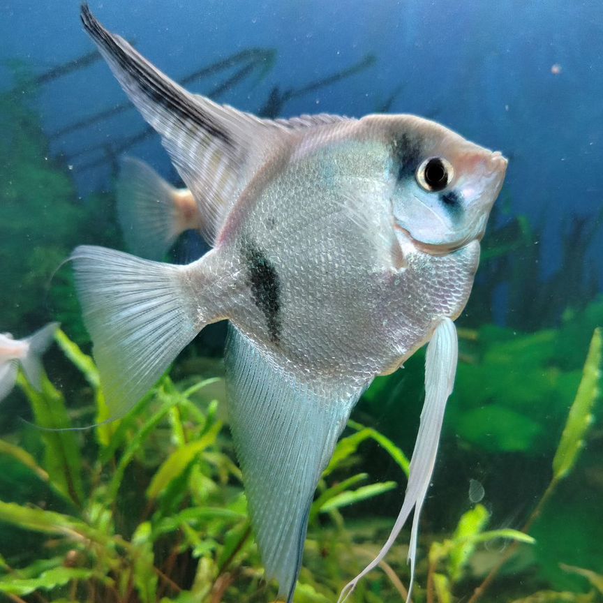 Скалярии 2шт