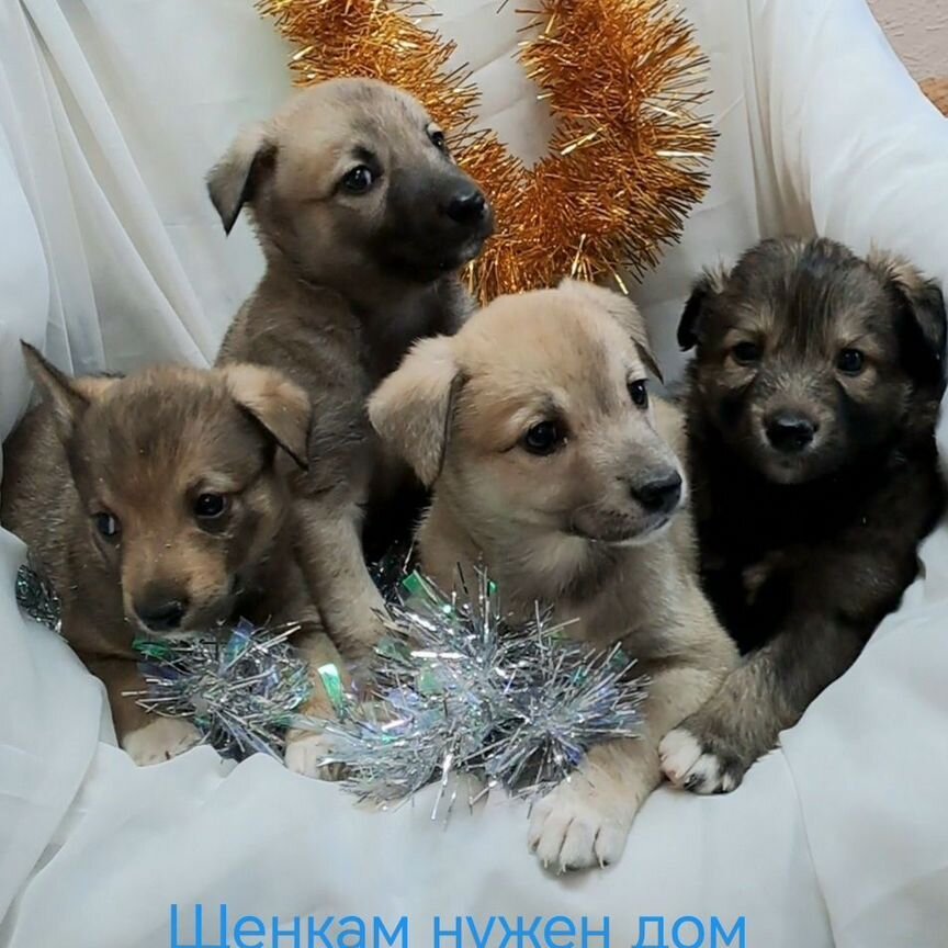 Щенок в добрые руки