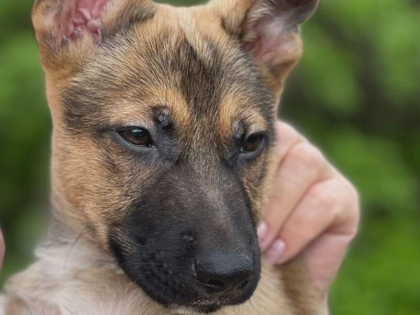 Щенок мальчик