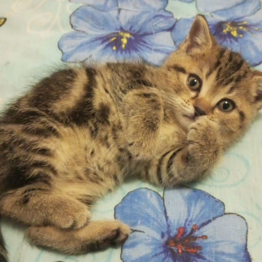 Шотландский котик