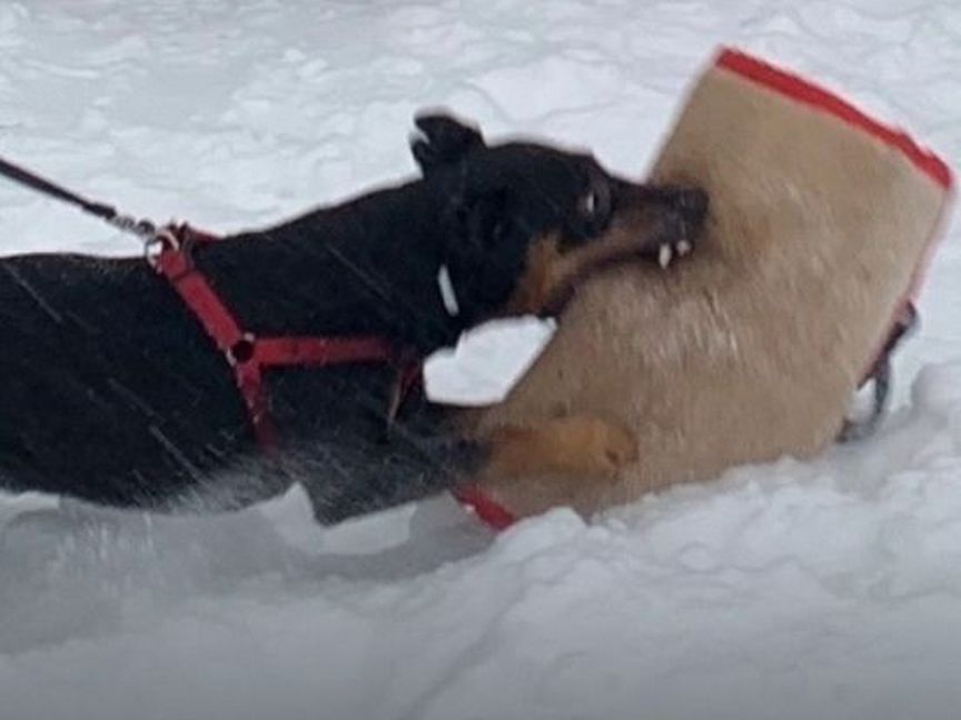 Ягдтерьер вязка (кобель)