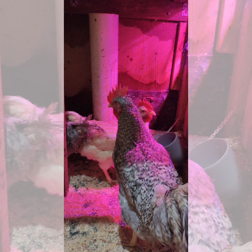 Молодые петухи