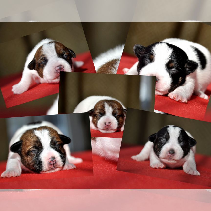 Джек-рассел-терьер, щенок