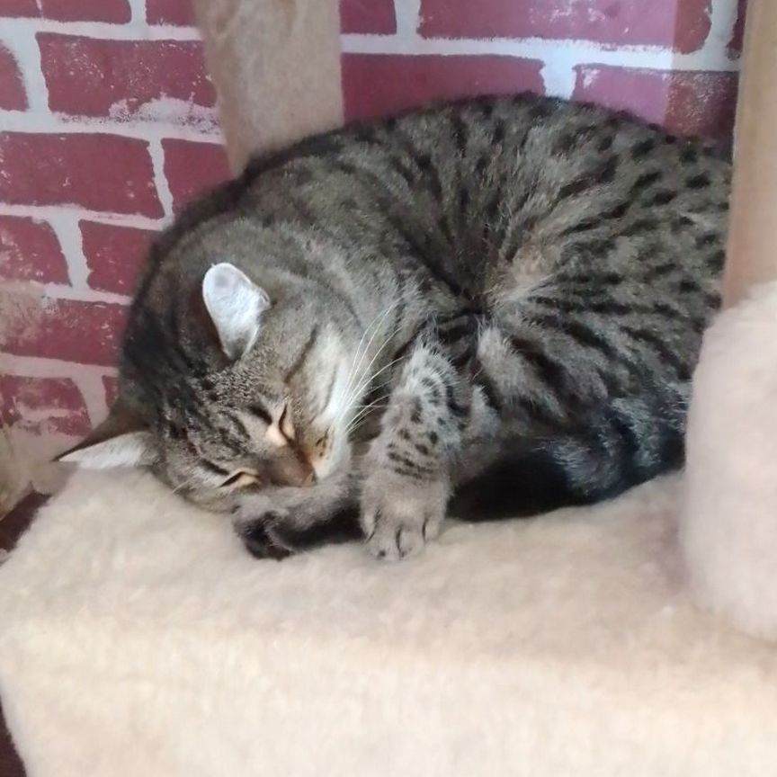 Взрослая, кошка в добрые руки