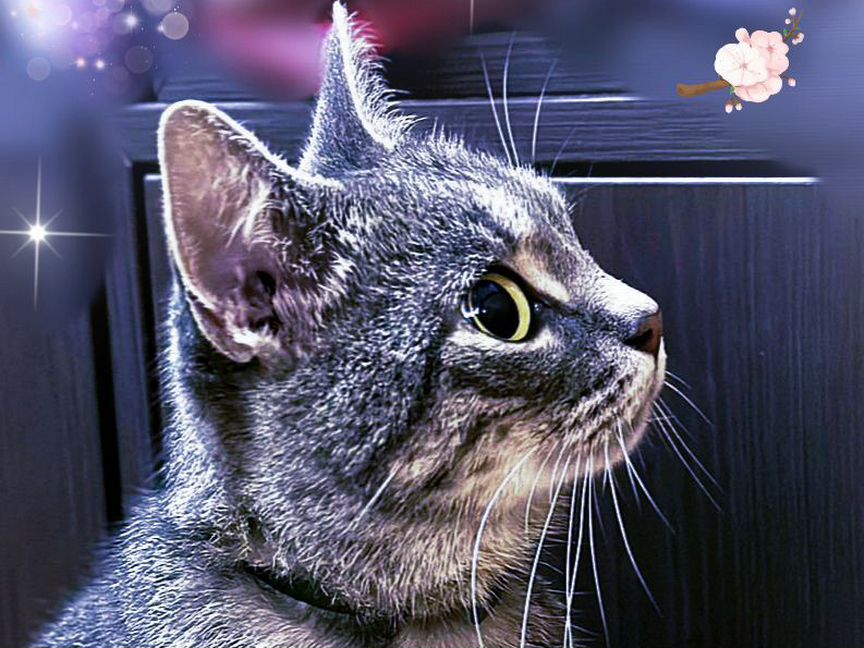 Кошка Лариса 8 месяцев